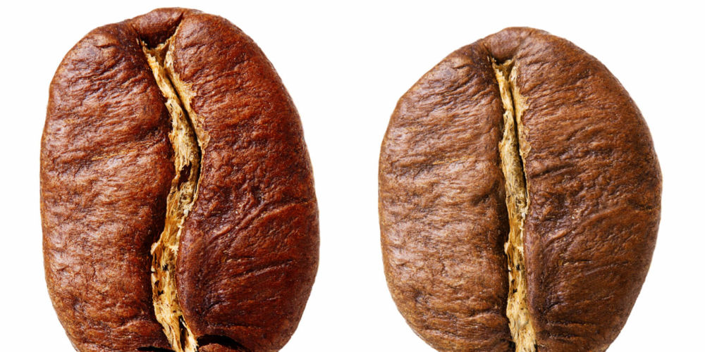 Kaffeesorten: Die beliebtesten weltweit | roastmarket Magazin